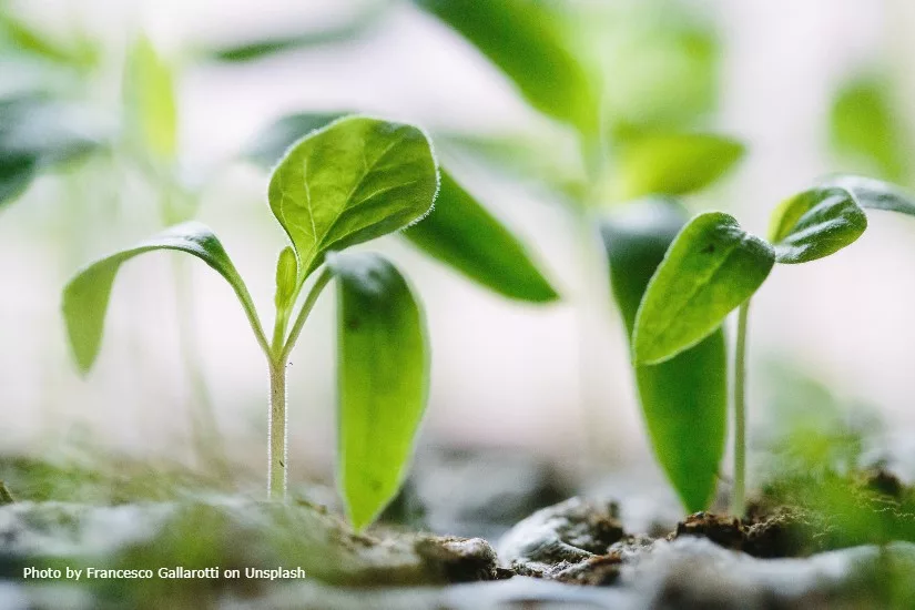 BASF’s Performance Materials Division Plants in Europe Are Now REDcert² ...